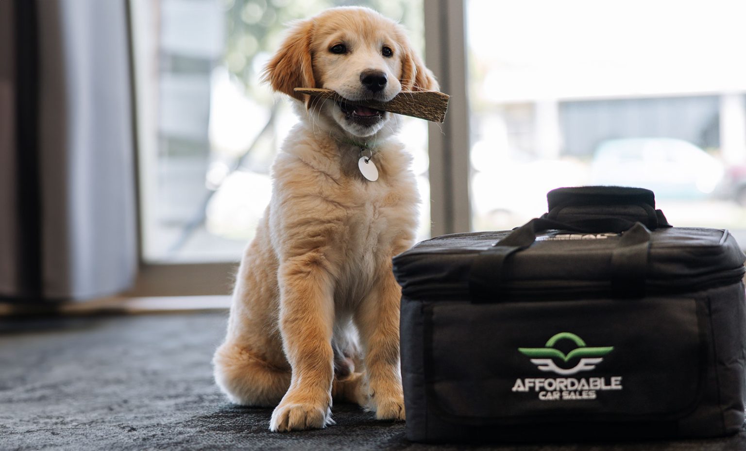 Our Top 5 Cars for Pet Owners - Affordable Car Sales